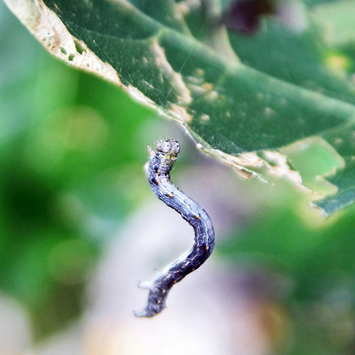 ‘Skeletonized’ scrub oak should bounce back – The Sopris Sun