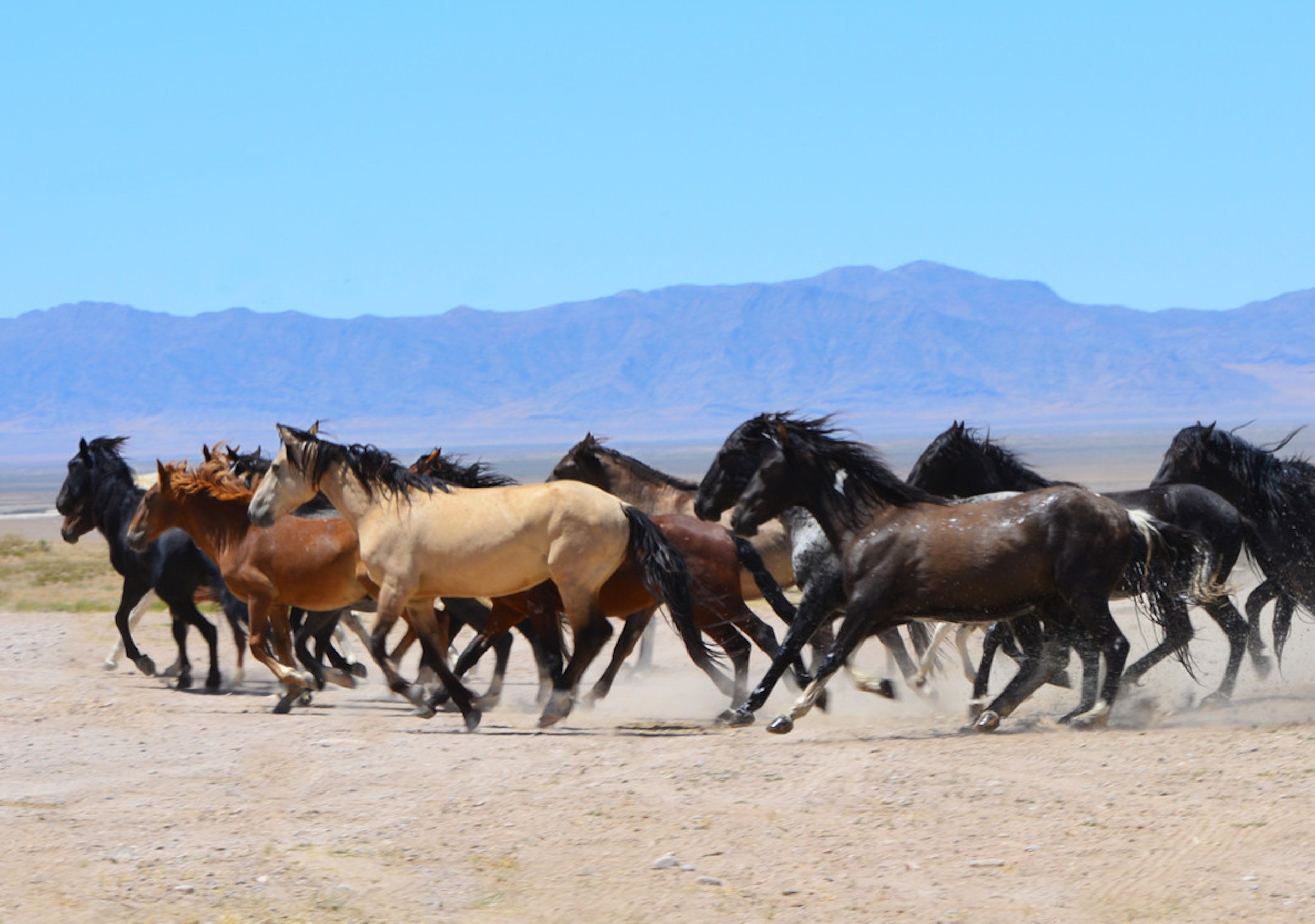 Wild Horse Herd Running