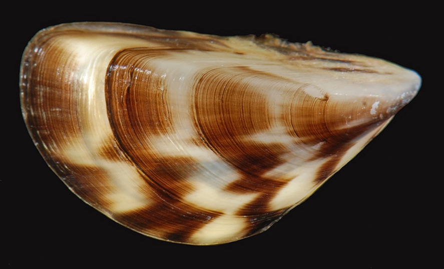 CPW working hard to keep zebra mussels from sticking – The Sopris Sun