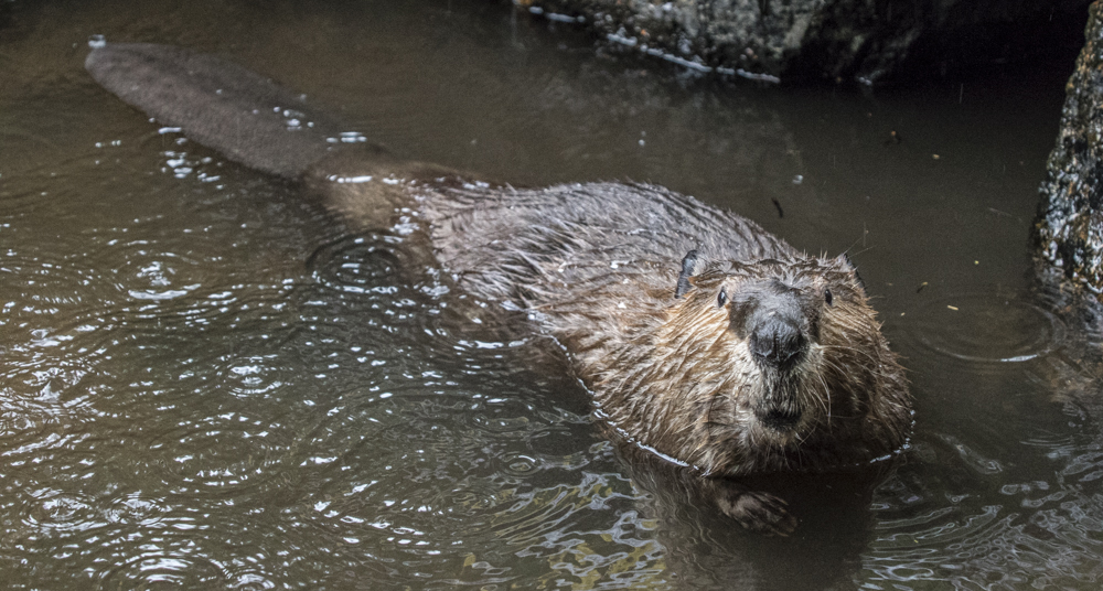 CPW seeks public input on beaver conservation and management strategy ...